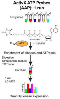 Mass Spectrometry Based Method to Increase Throughput for Kinome ...